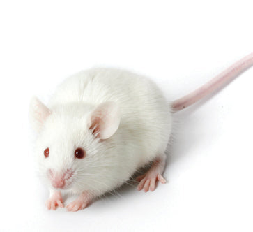 Frozen Feeder Mice – Ethically Raised & Sourced | CRI – Canadian ...